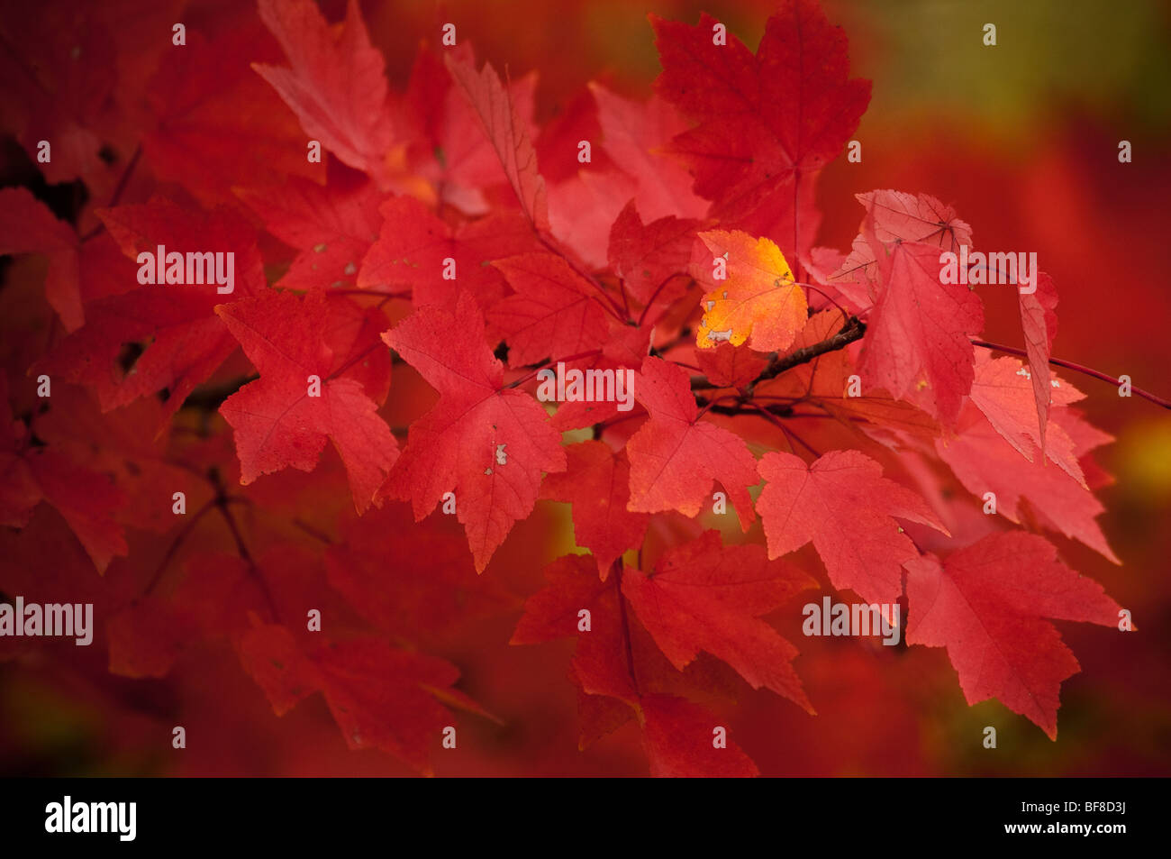Yellow sugar maple leaf among a lot of red maple leafs Stock Photo - Alamy