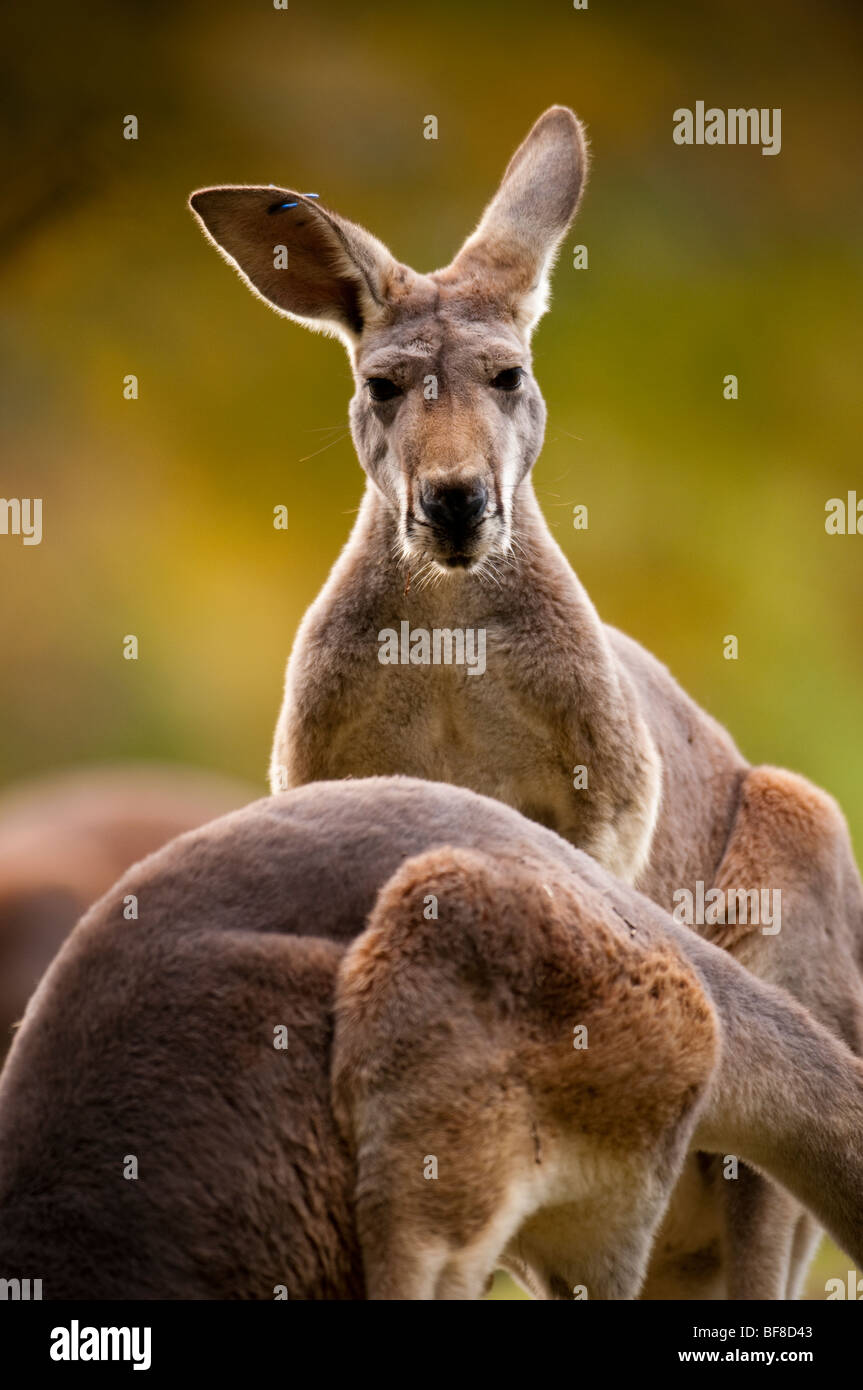 Kangaroo Head Stock Photos & Kangaroo Head Stock Images - Alamy