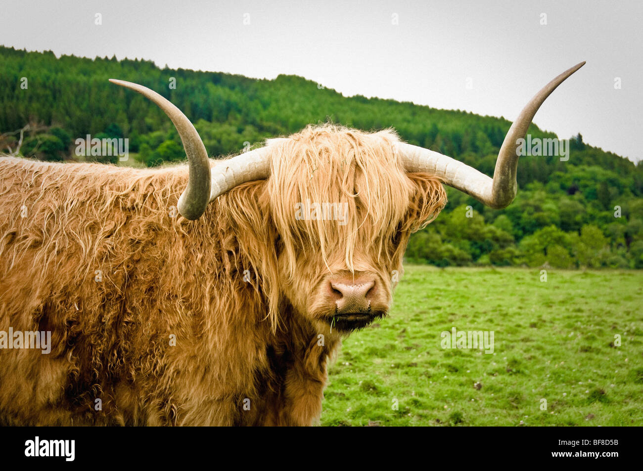 Closeup of Highland Cow, side on with head facing camera. In field a UK ...