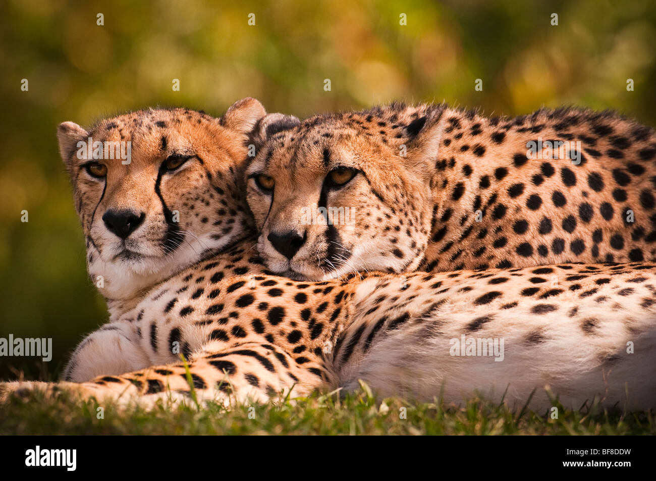 Two Cheetahs together Stock Photo - Alamy