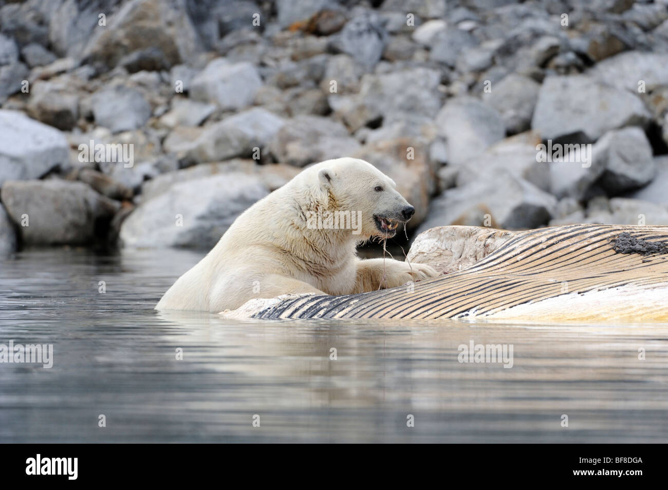 Polar Bear (Ursus maritimus Stock Photo - Alamy