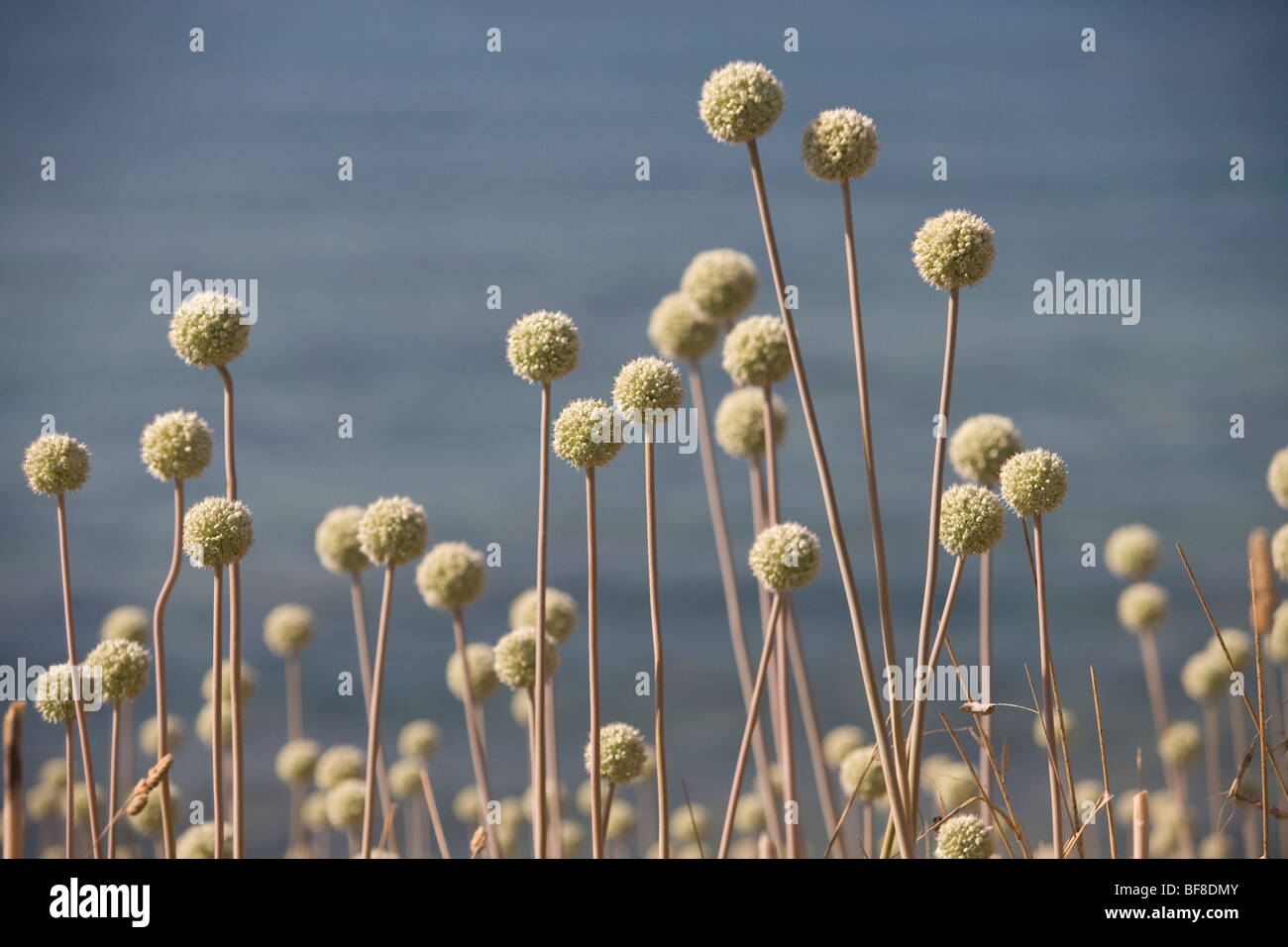 Flora of mallorca hi-res stock photography and images - Alamy