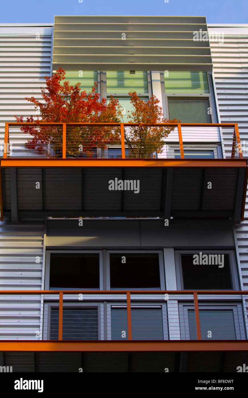Maple tree with fall foliage on apartment balcony, Seattle, Washington ...