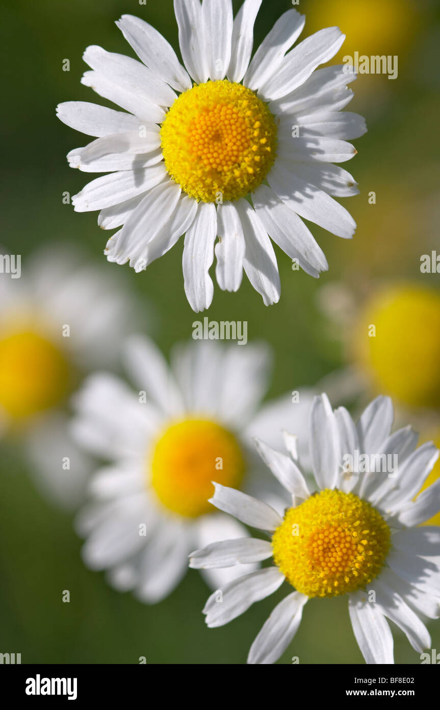 Merry spring nature center hi-res stock photography and images - Alamy