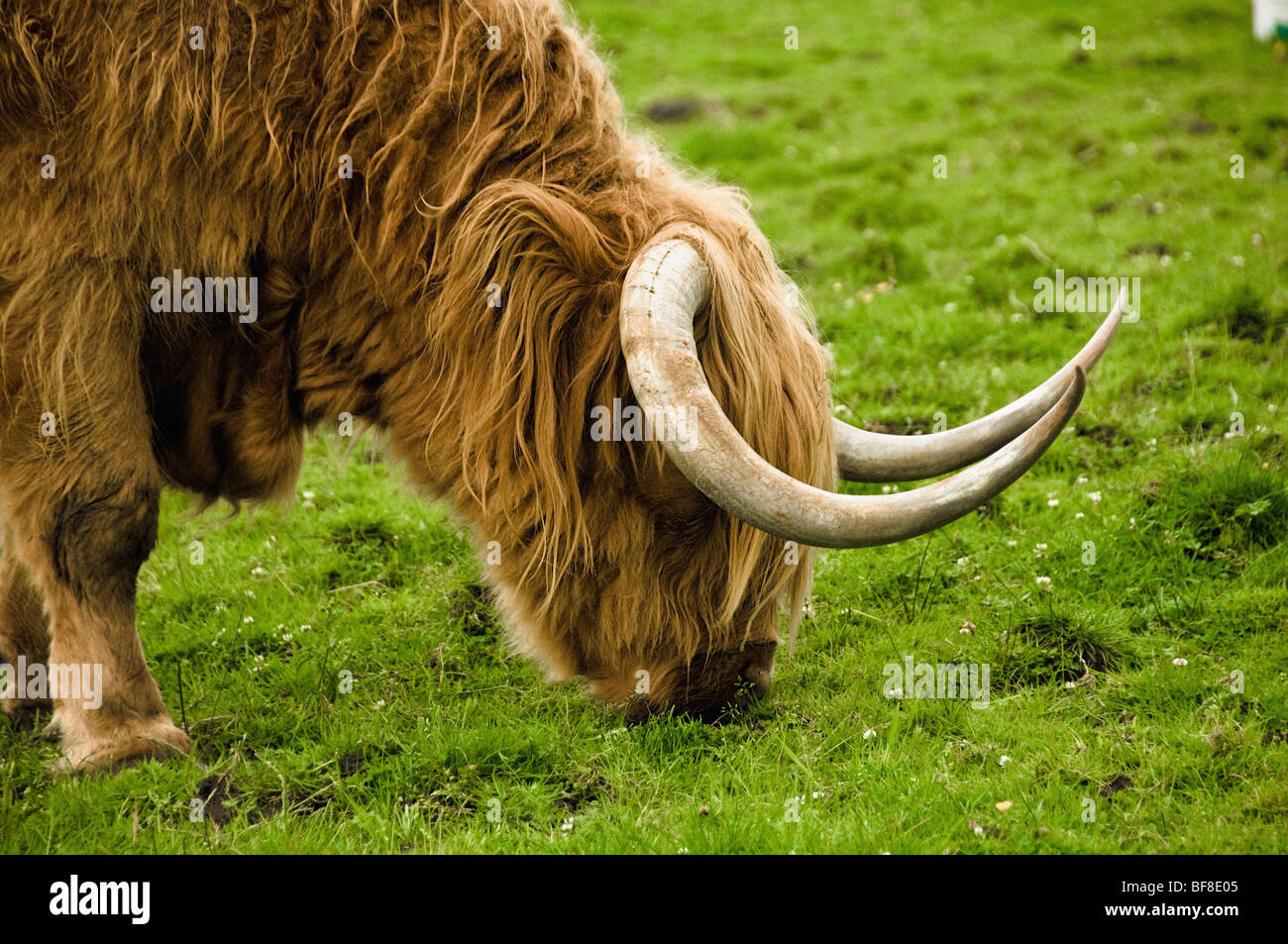 Close-up side view of Highland Cow grazing in a field Stock Photo - Alamy
