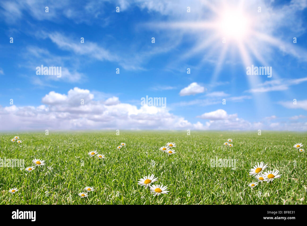 Serene Meadow in Spring With Happy Bright Sunshine Stock Photo - Alamy