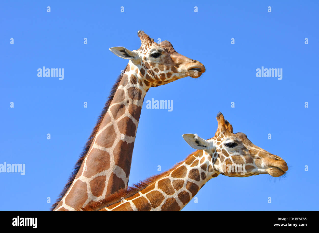 Giraffe heads hi-res stock photography and images - Alamy