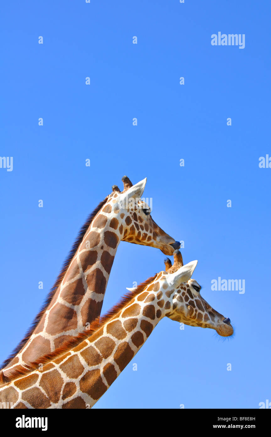 Giraffe two blue hi-res stock photography and images - Alamy