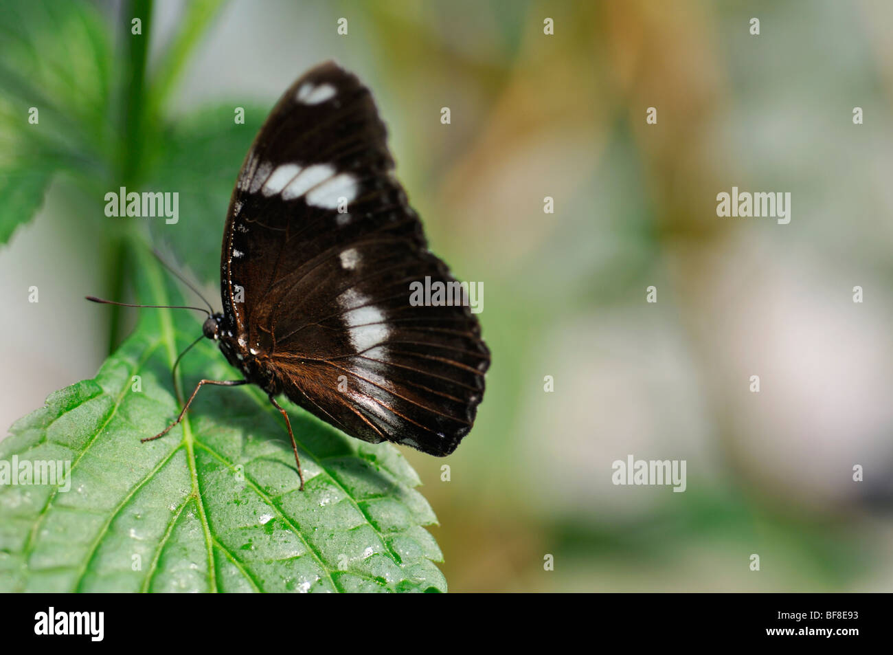 Butterfly - side view Stock Photo - Alamy