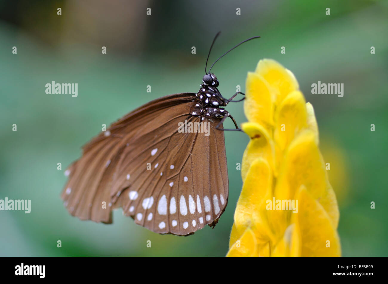 Common Mormon butterfly (Papilio polytes Stock Photo - Alamy