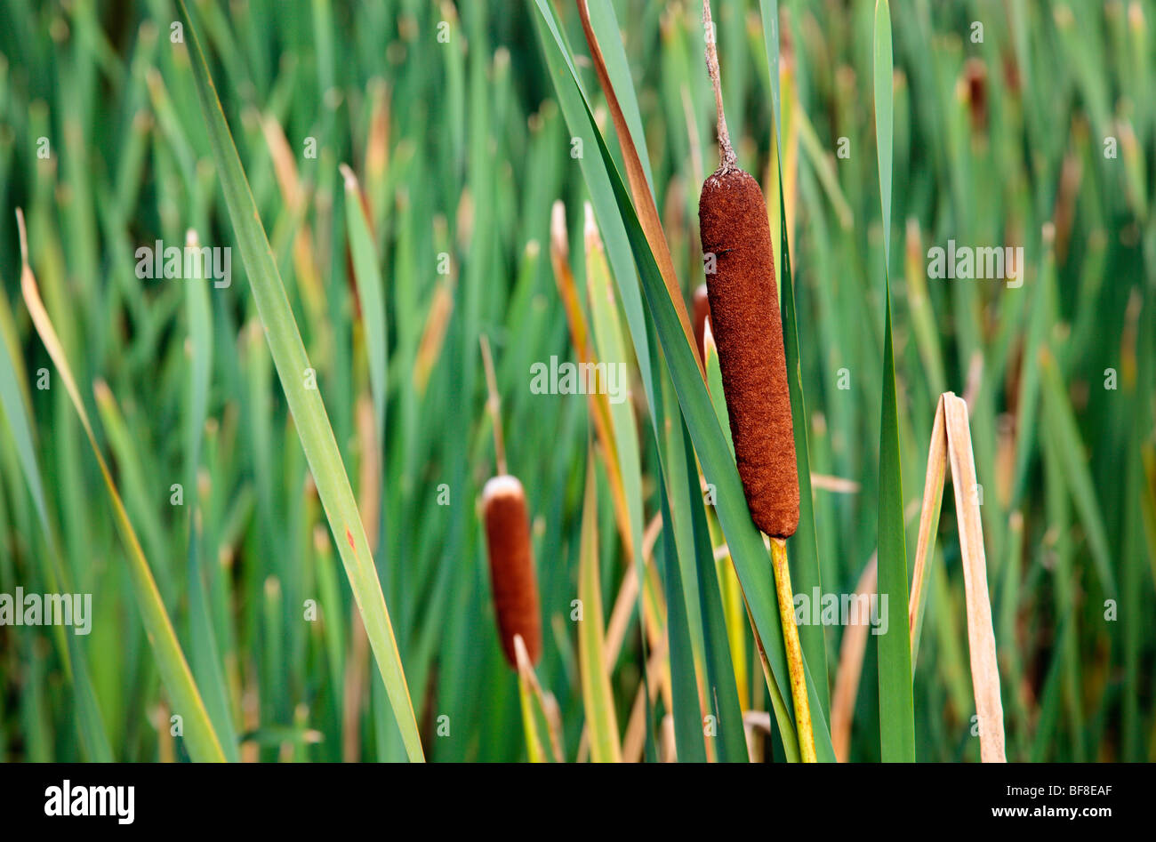 Moses bulrushes hi-res stock photography and images - Alamy