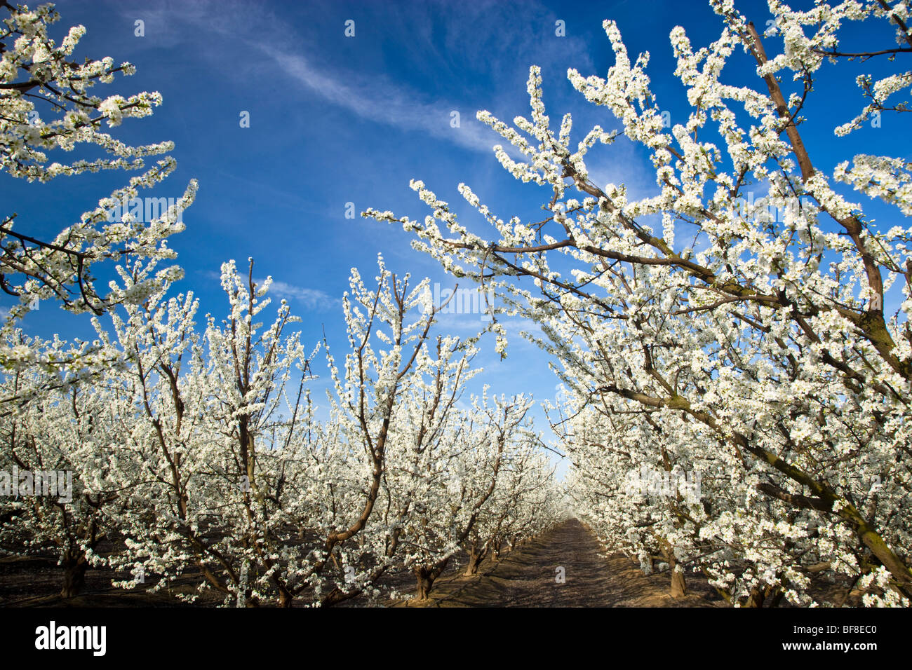 Orchard hi-res stock photography and images - Alamy