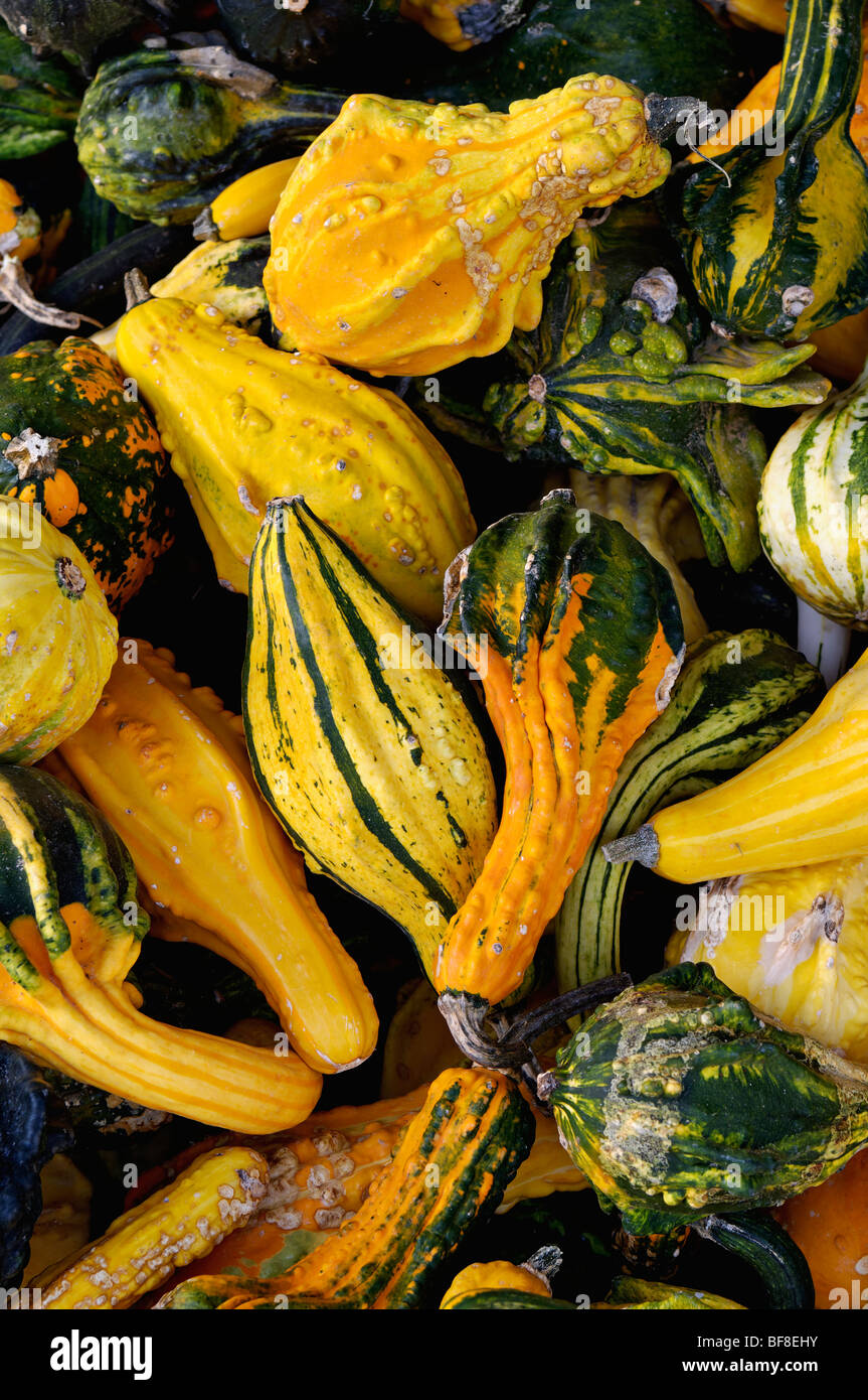Gourd and squash hi-res stock photography and images - Alamy