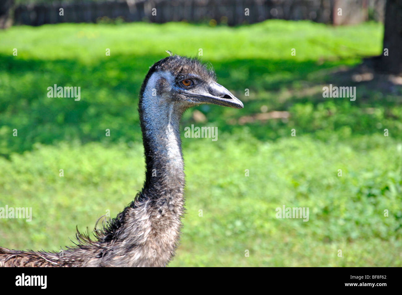Emu bird hi-res stock photography and images - Alamy