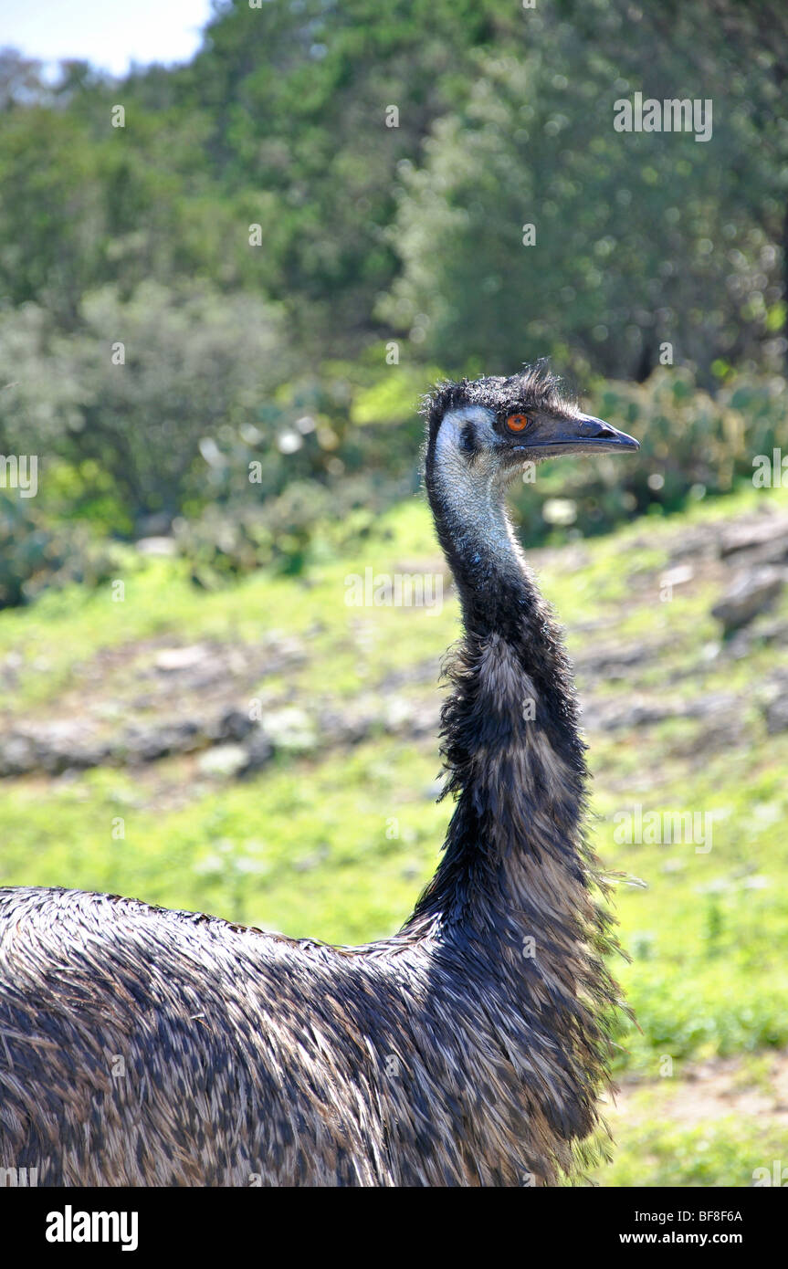 Emu bird hi-res stock photography and images - Alamy