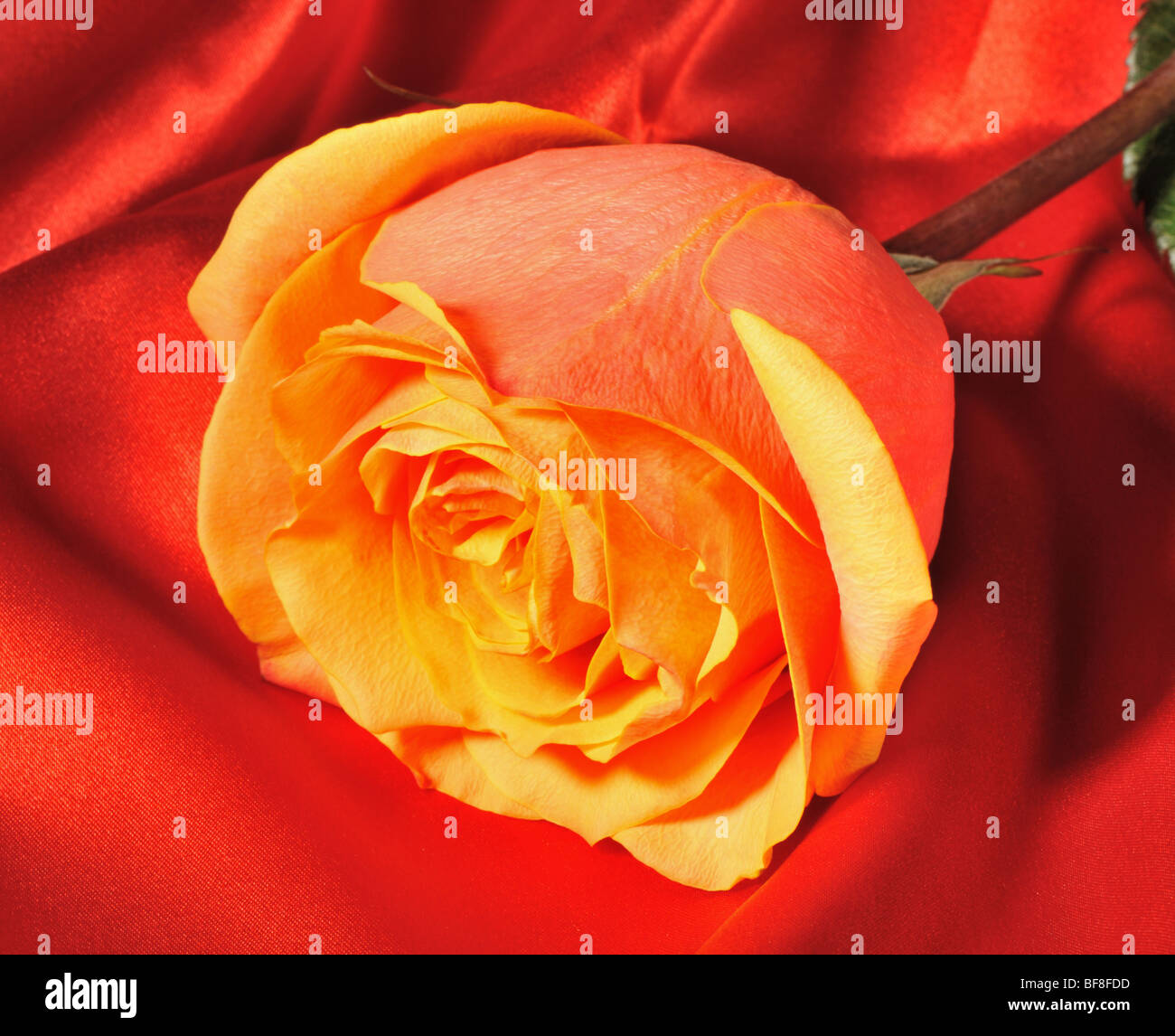 rose closeup flower Stock Photo - Alamy
