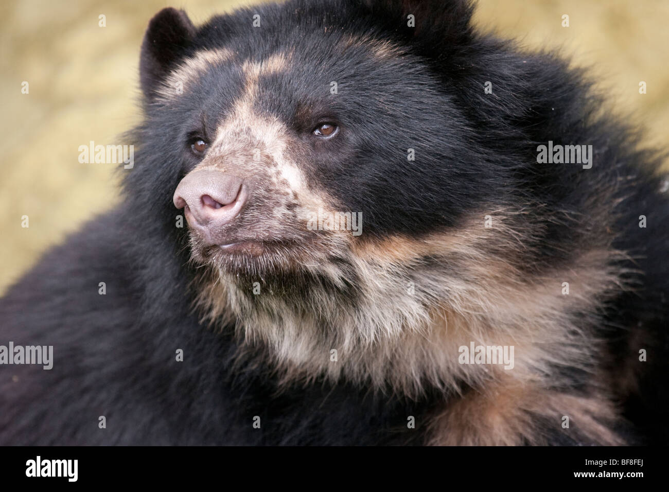 Spectacled bear in Ecuador, South America Stock Photo - Alamy