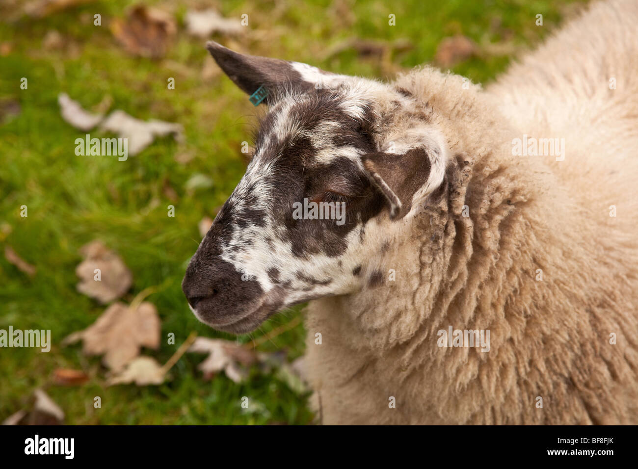 sheep Hampshire England Stock Photo - Alamy