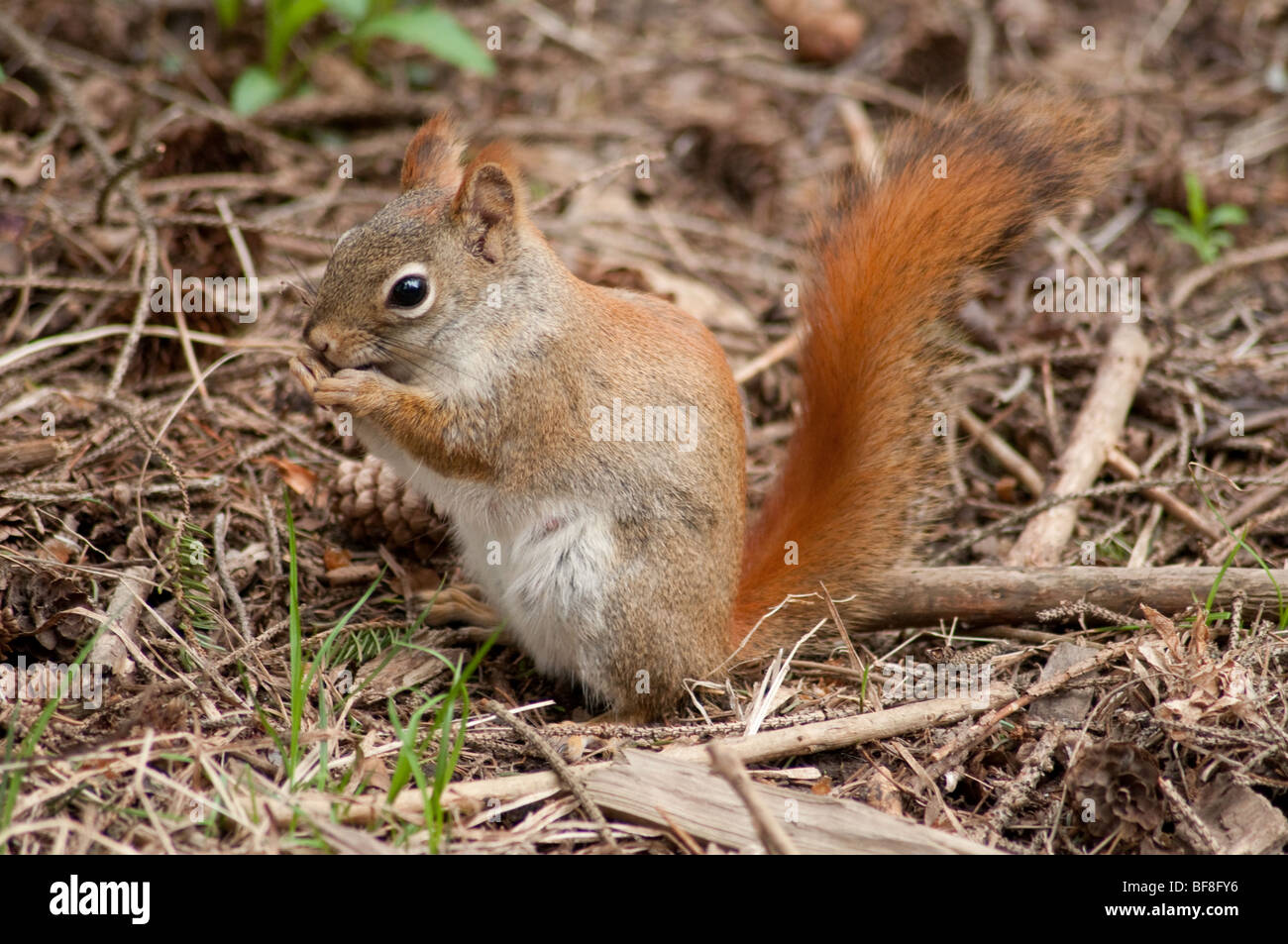 Tamiasciurus hudsonicus, Red Squirrel Stock Photo - Alamy