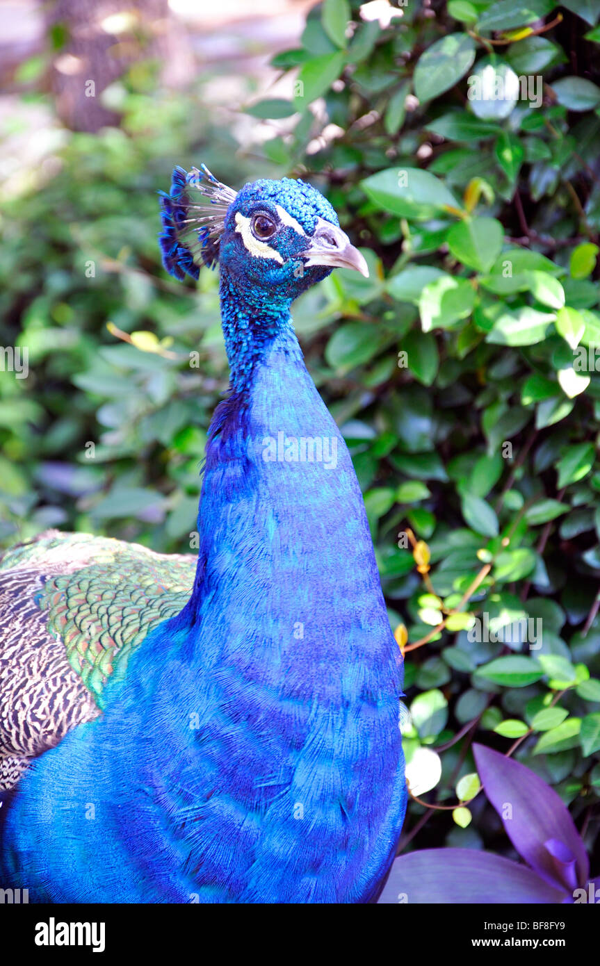 Indian blue peacock hi-res stock photography and images - Alamy