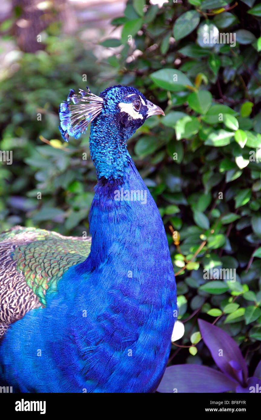 Indian Blue Peacock Stock Photo - Alamy