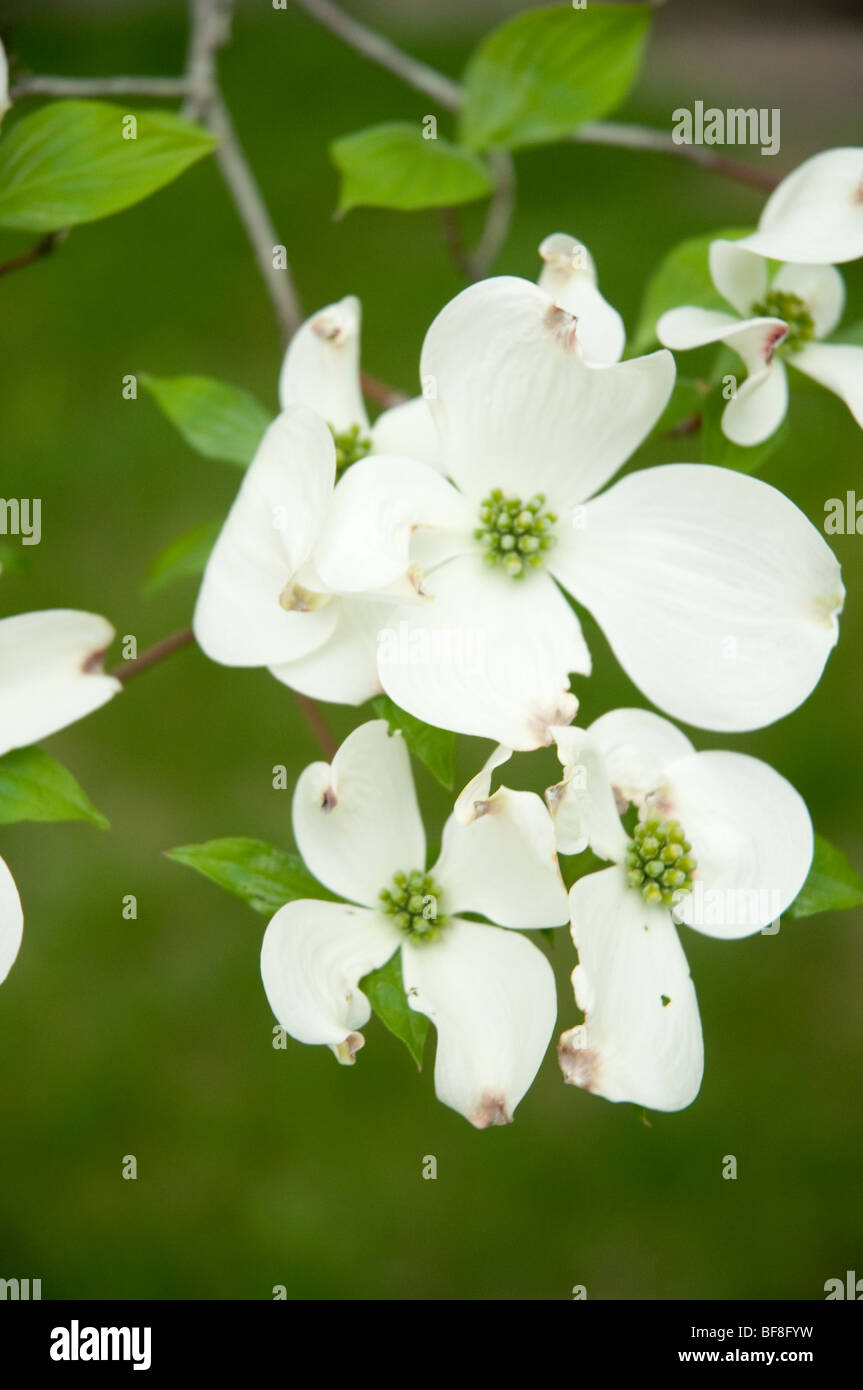 Spach High Resolution Stock Photography and Images - Alamy