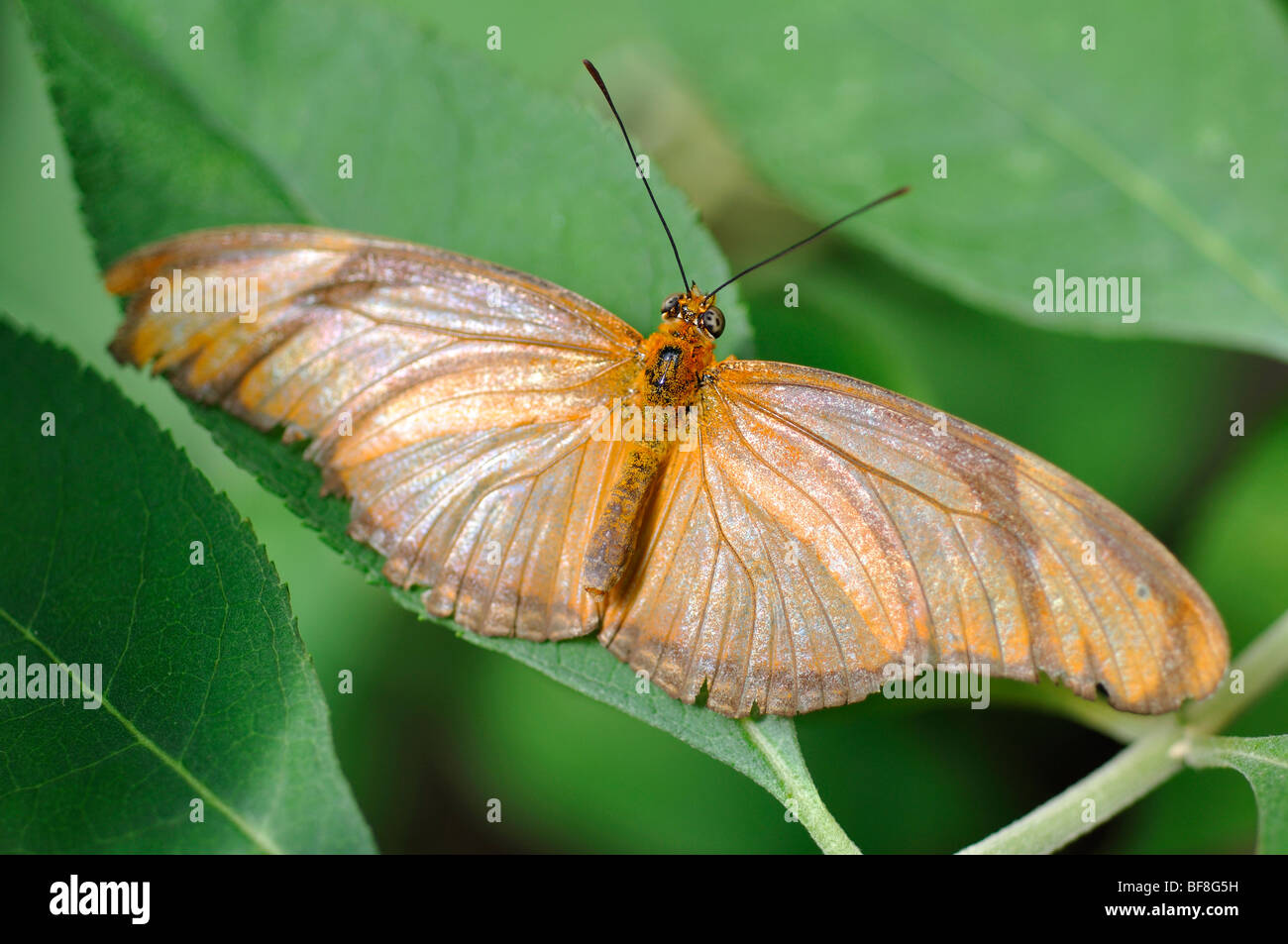 Julia Butterfly (Dryas iulia), aka Julia Heliconian Stock Photo - Alamy