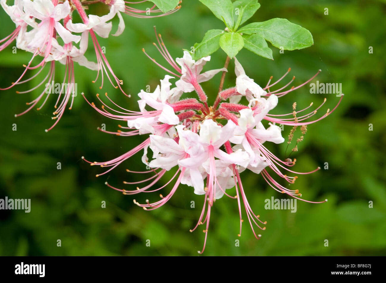 Pinxterbloom azalea hi-res stock photography and images - Alamy