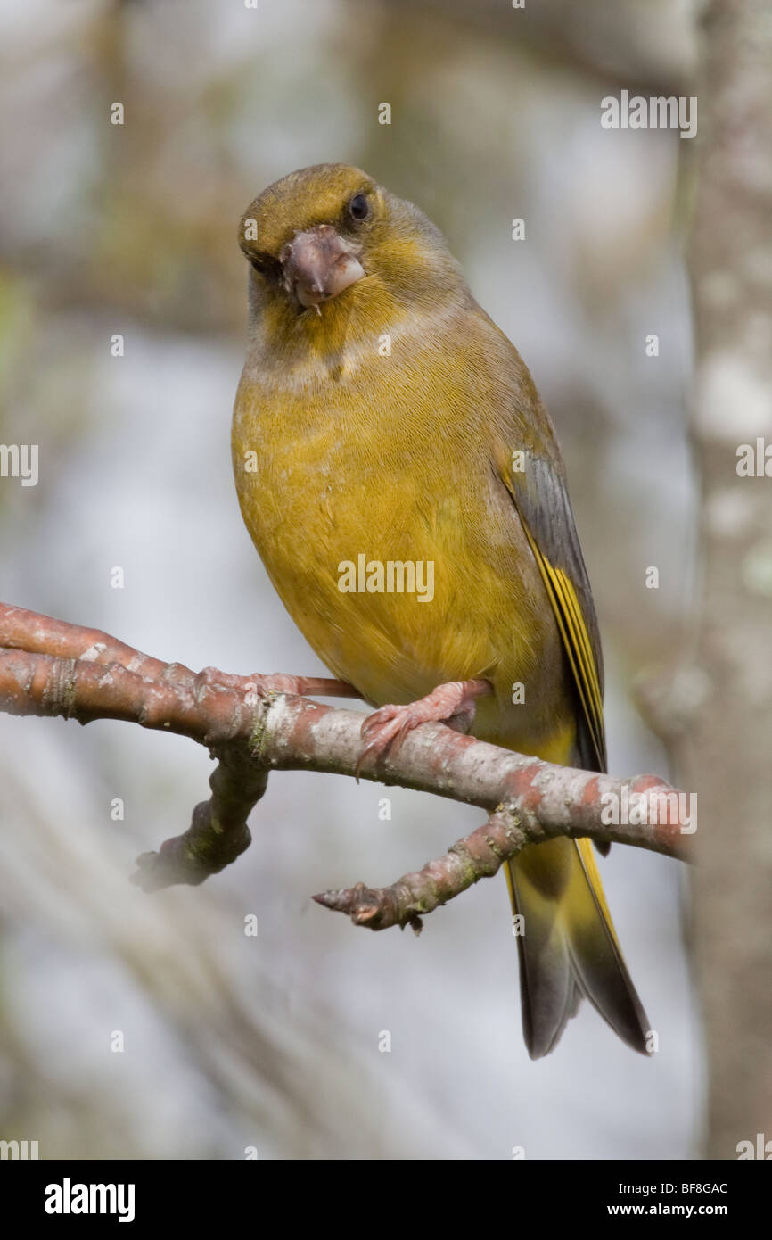 Verderon comun hi-res stock photography and images - Alamy