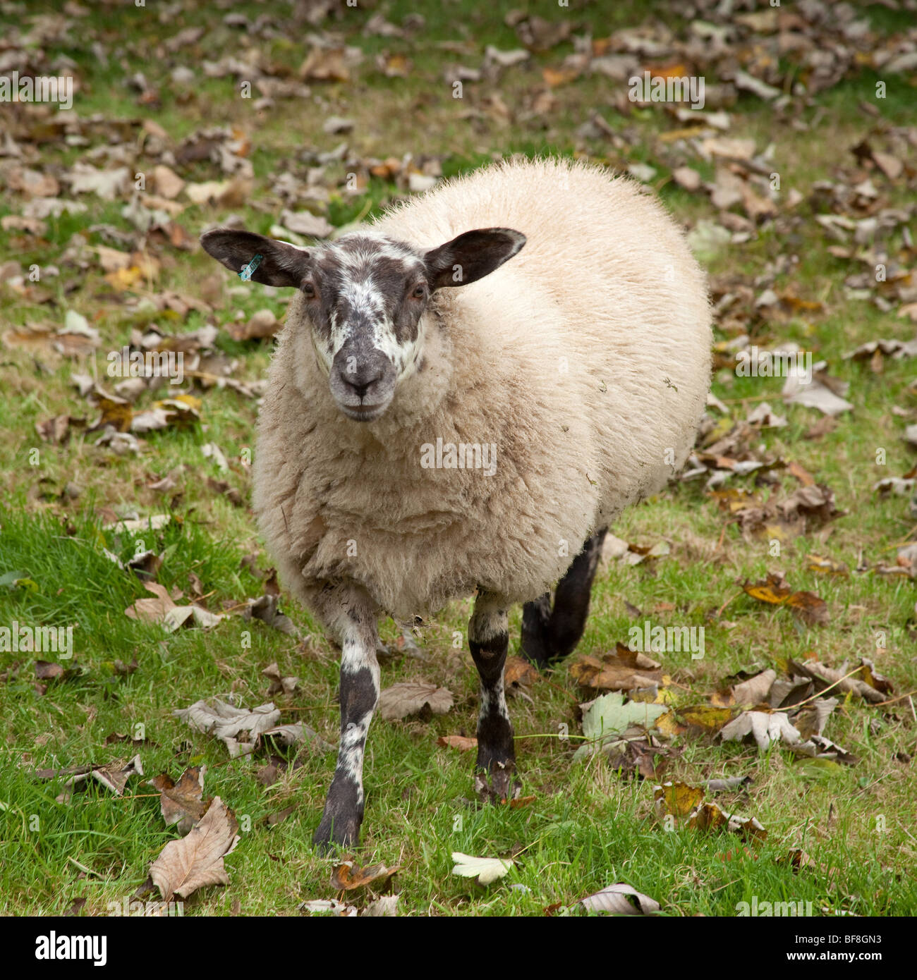 sheep Hampshire England Stock Photo - Alamy