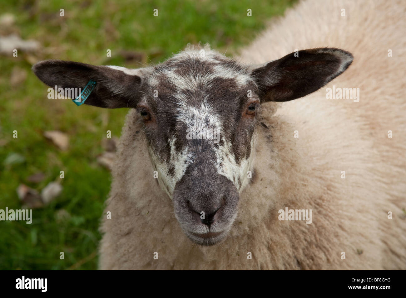 sheep Hampshire England Stock Photo - Alamy