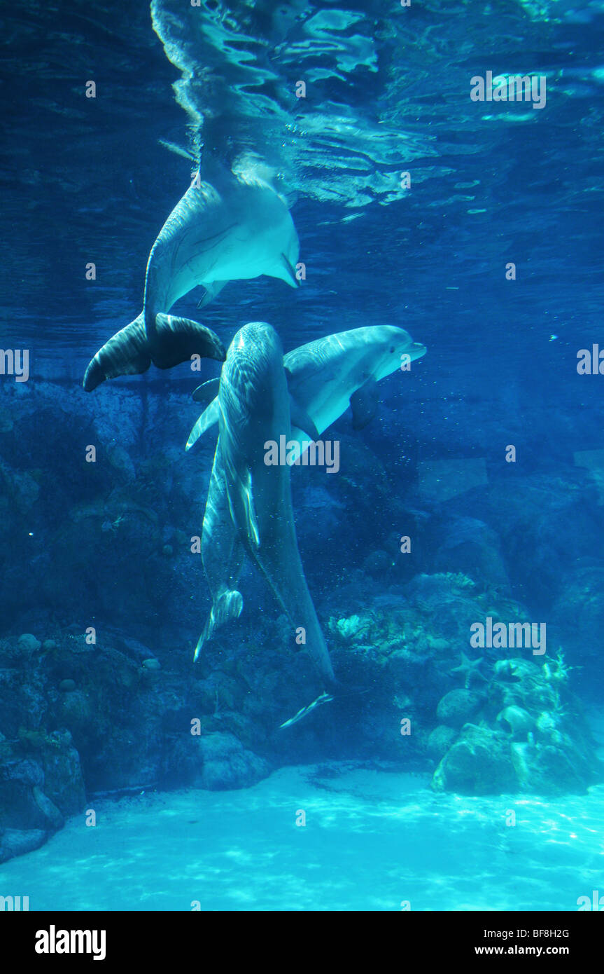 Dolphins aquarium vertical hi-res stock photography and images - Alamy