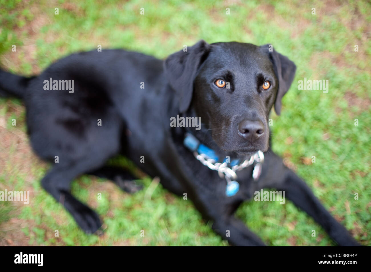 Black lab hi-res stock photography and images - Alamy