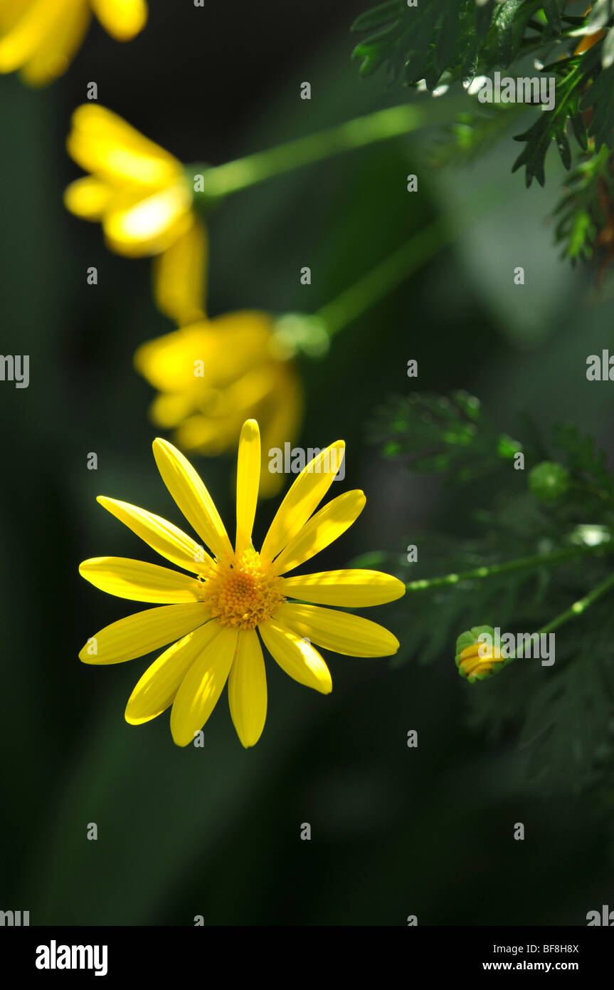 Yellow daisy in a garden Stock Photo - Alamy