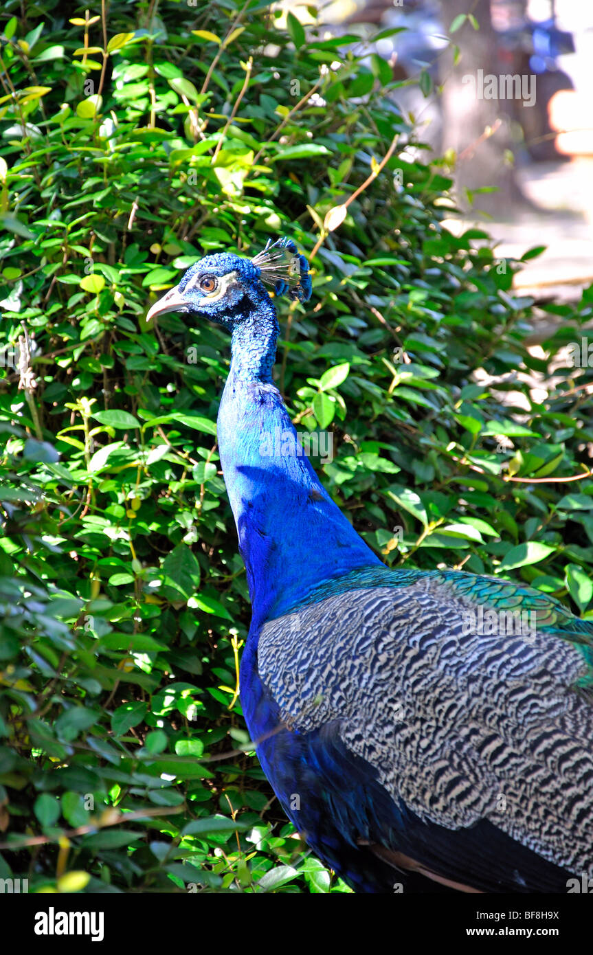Indian Blue peacock Stock Photo - Alamy