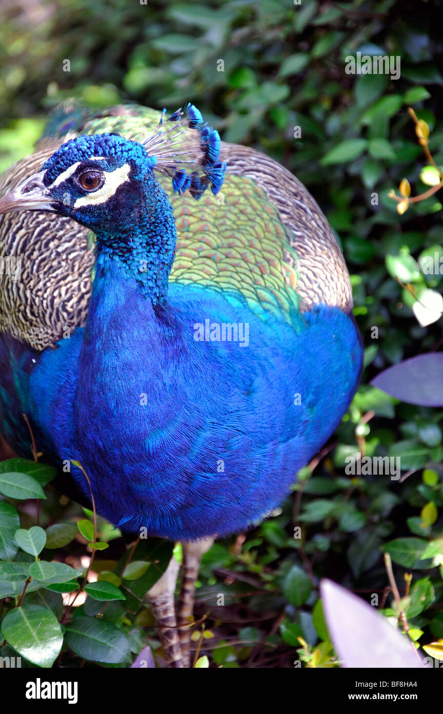 Indian blue peacock hi-res stock photography and images - Alamy