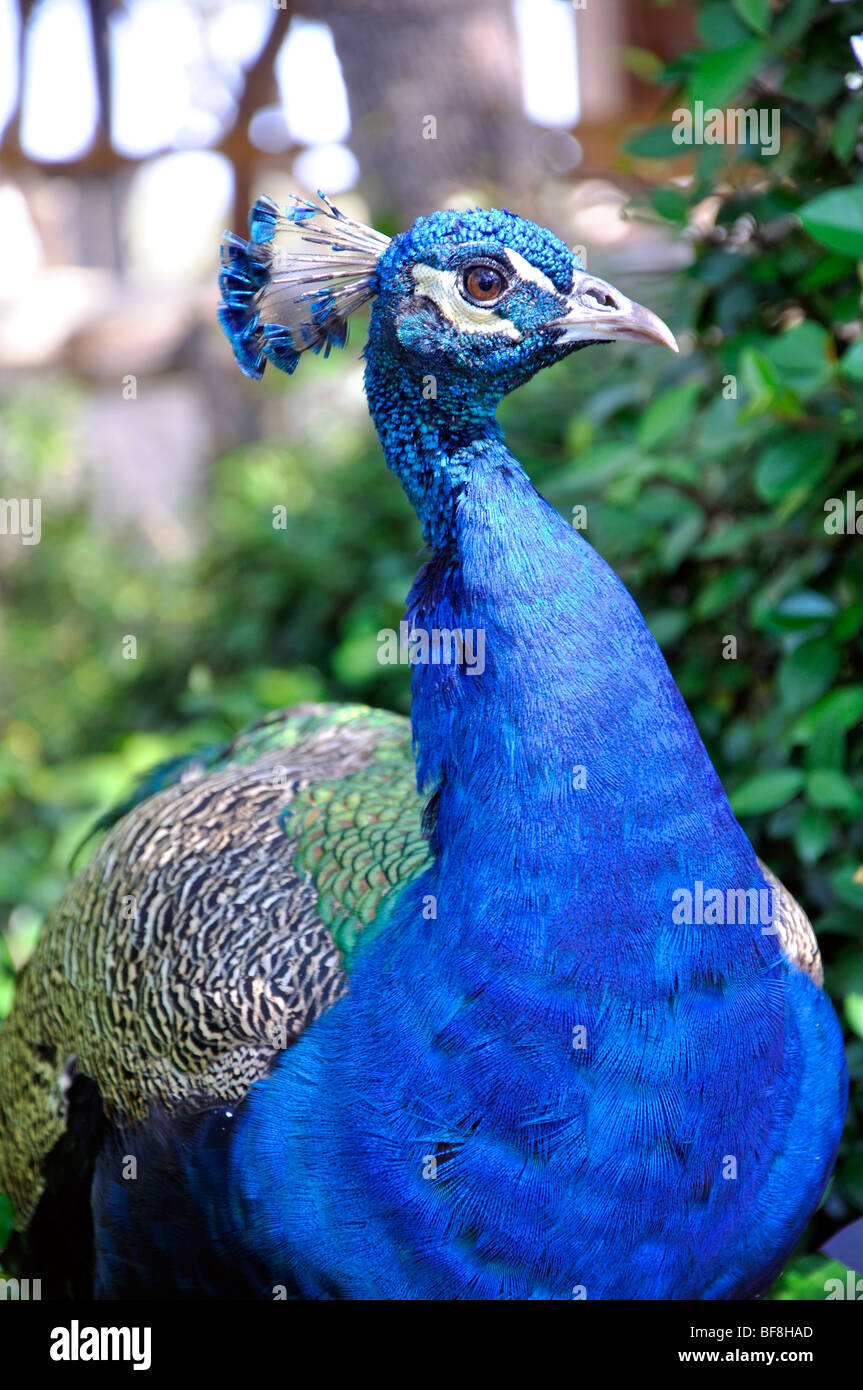 Indian Blue peacock Stock Photo - Alamy