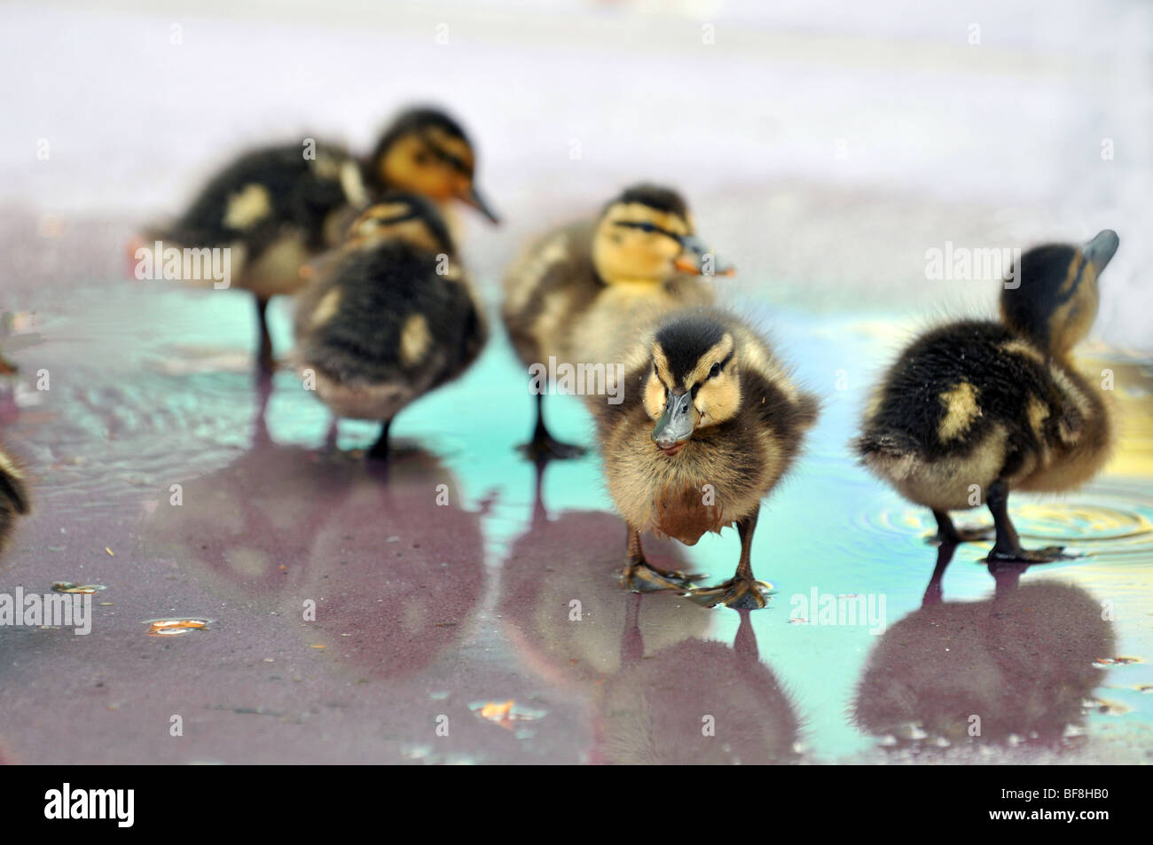 Family ducks ducklings in shallow hi-res stock photography and images ...