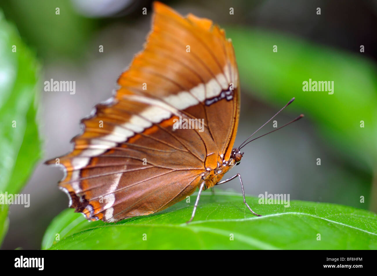 Rusty tipped Page butterfly - Siproeta epaphus Stock Photo - Alamy