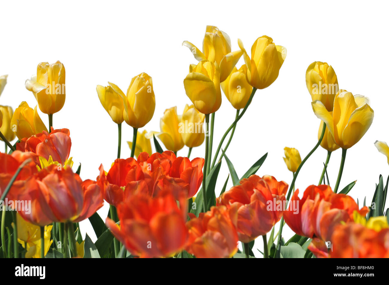 Yellow and orange tulips isolated over a white background Stock Photo ...
