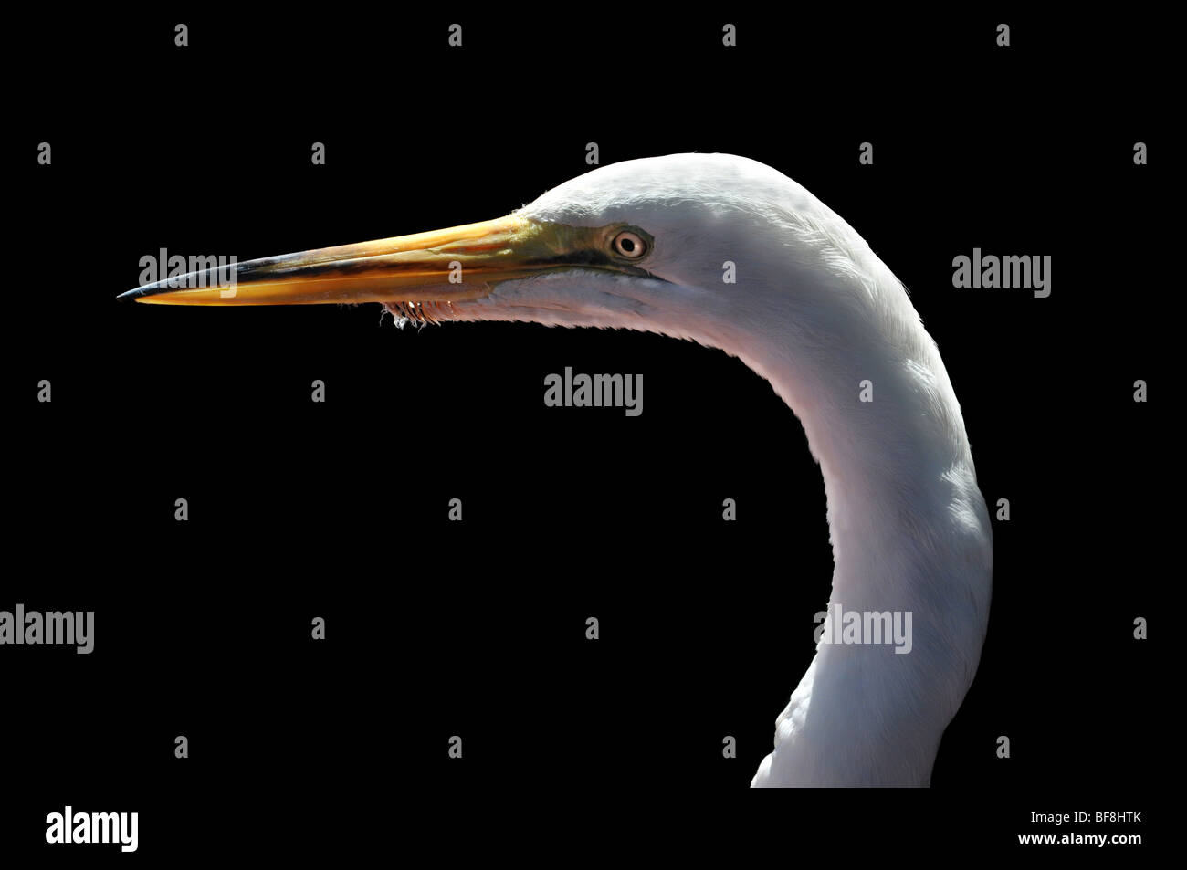 Head of egret in close-up view Stock Photo - Alamy