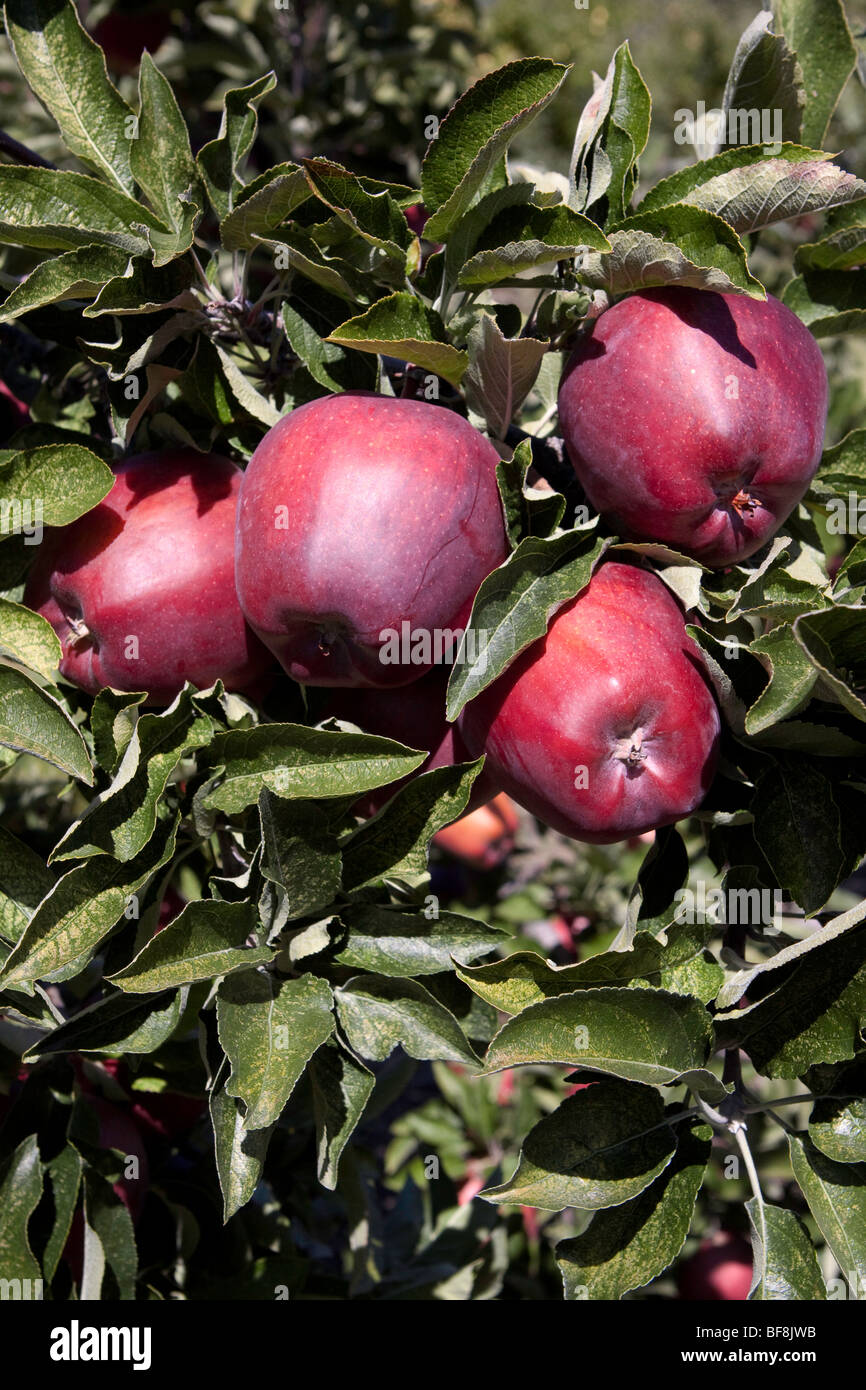 Washington red delicious hi-res stock photography and images - Alamy