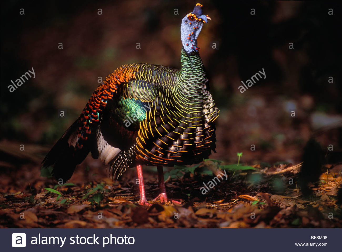 Ocellated Turkey Stock Photos & Ocellated Turkey Stock Images - Alamy