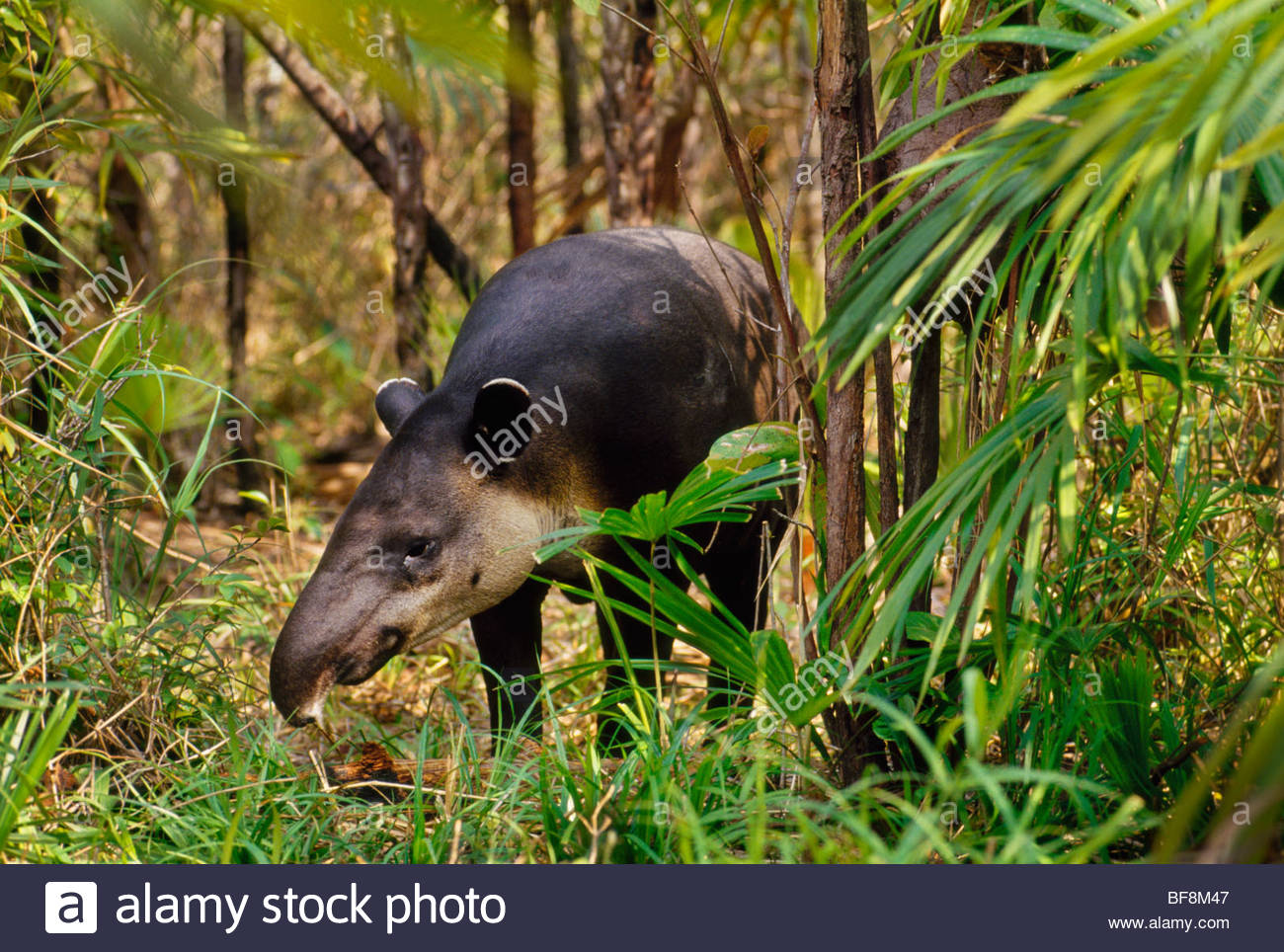 Baird Tapir Stock Photos & Baird Tapir Stock Images - Alamy