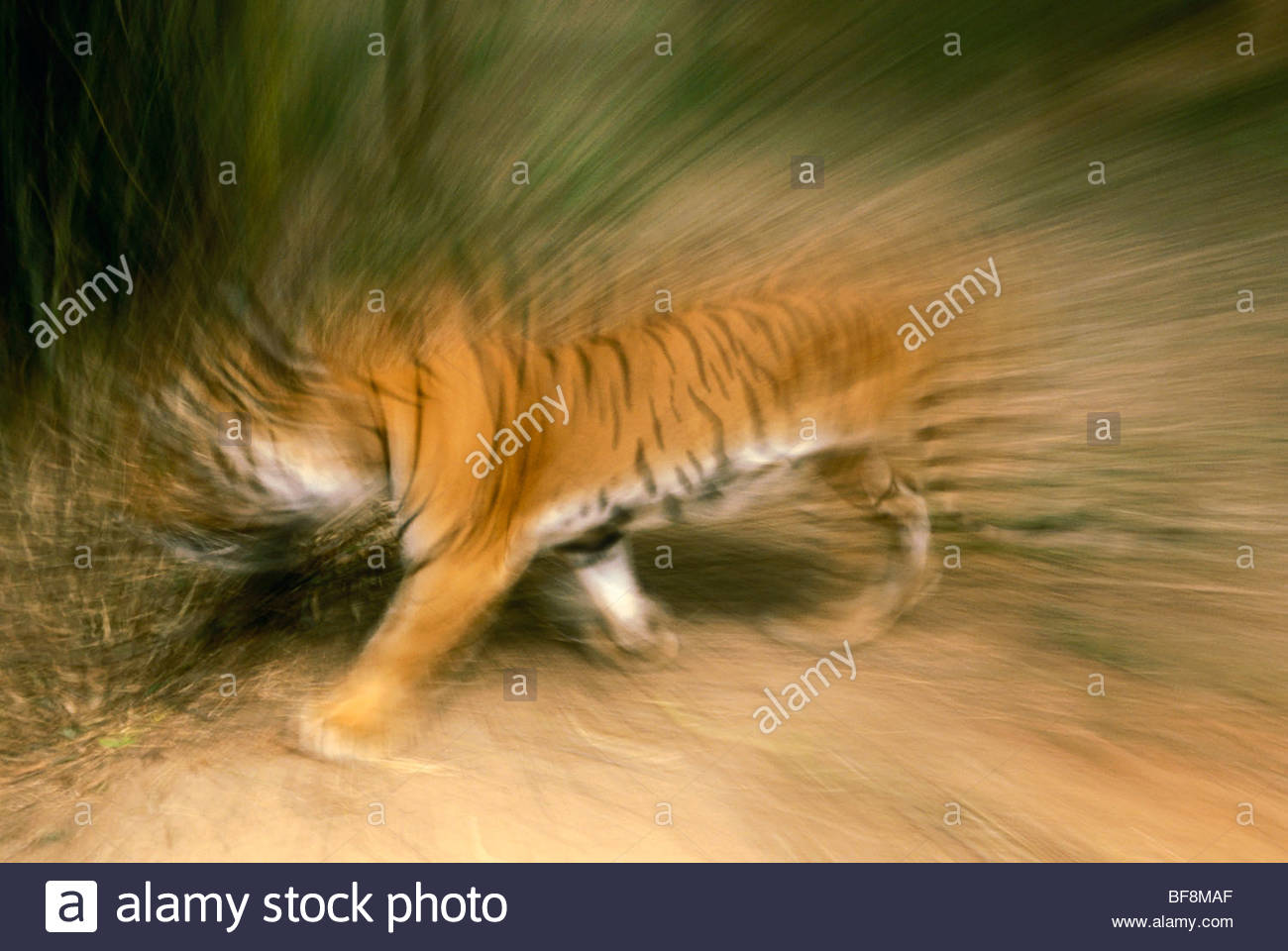 Bengal Tiger In Motion Stock Photos & Bengal Tiger In Motion Stock ...