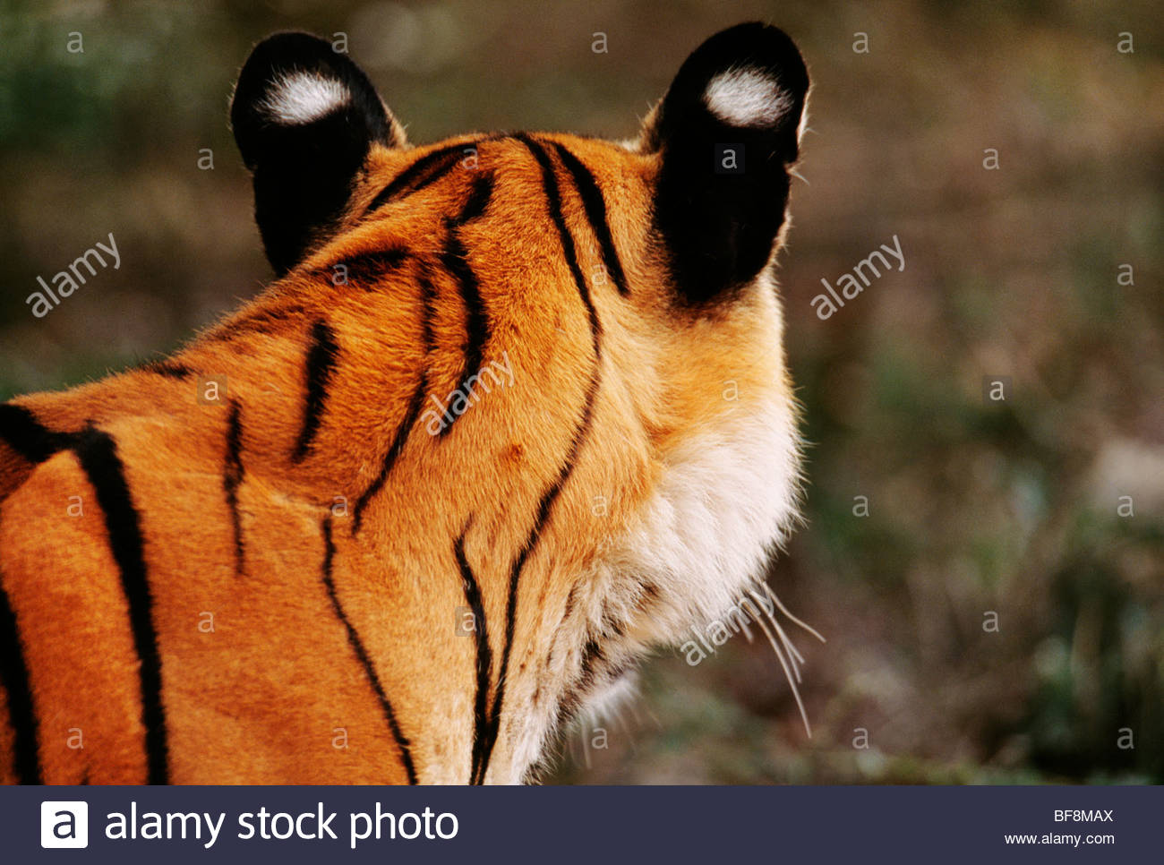 Roaring Tigers Stock Photos & Roaring Tigers Stock Images - Alamy
