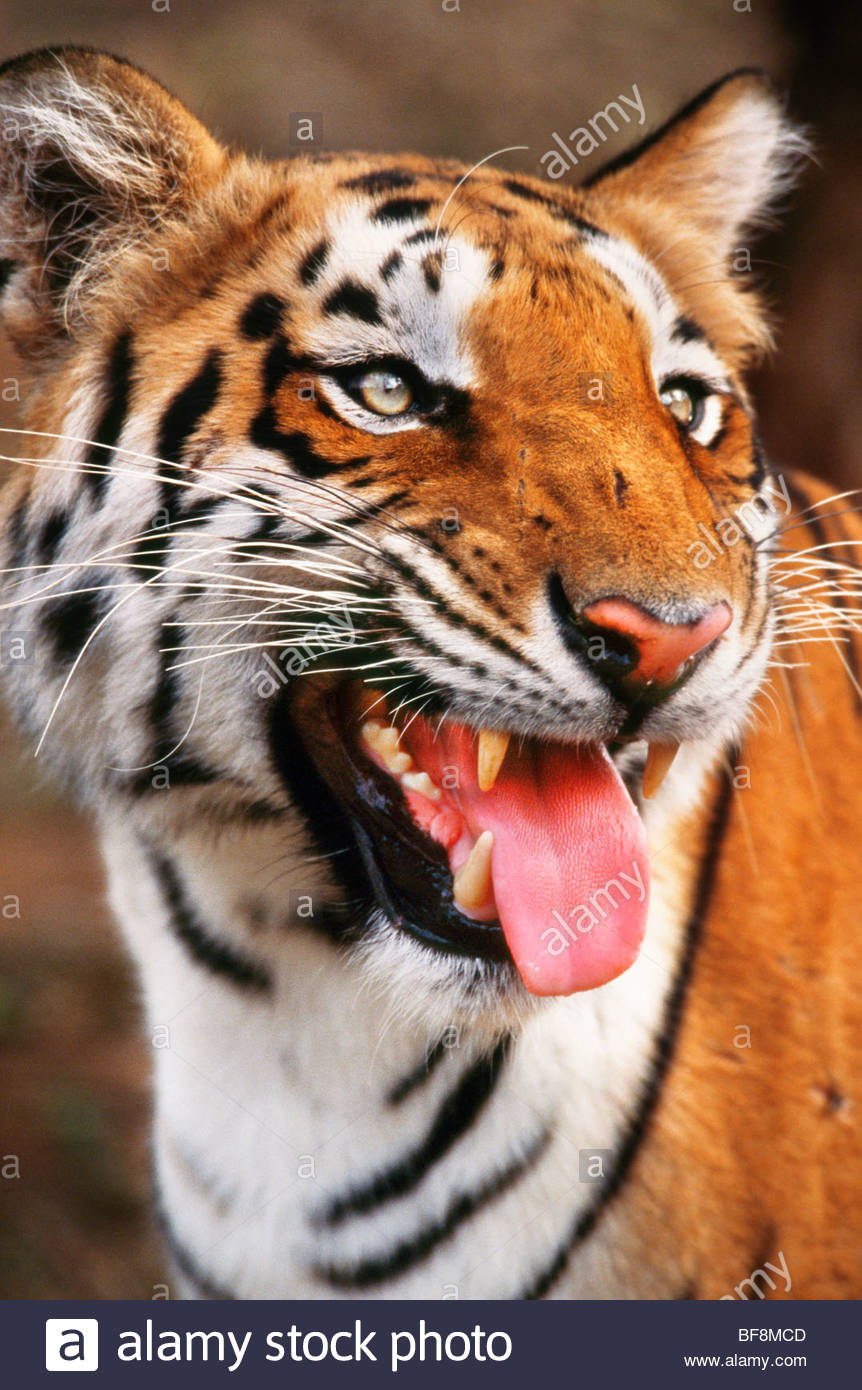 Snarling Tiger Stock Photos & Snarling Tiger Stock Images - Alamy