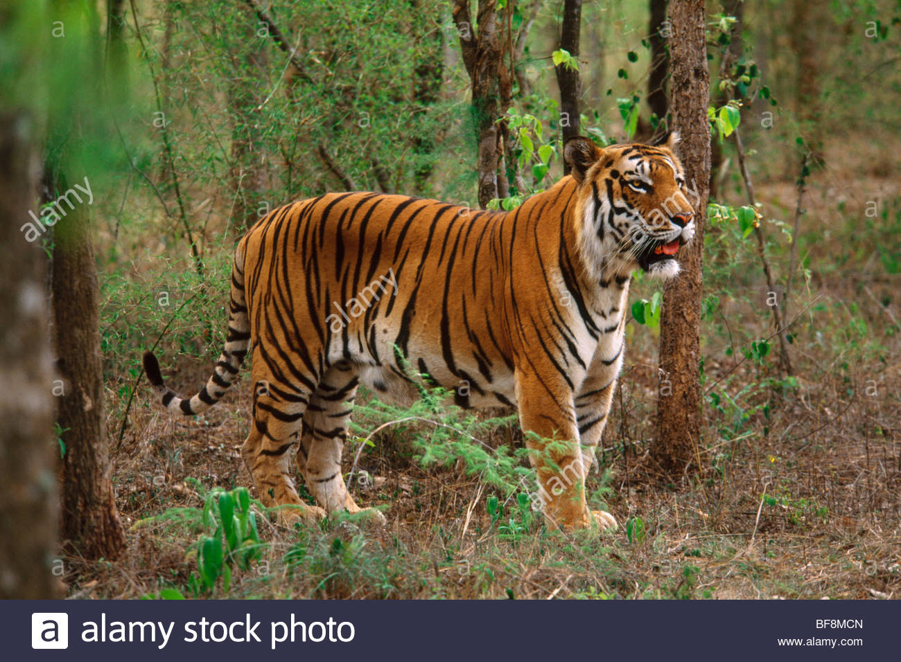 Tiger In Monsoon Forest Stock Photos & Tiger In Monsoon Forest Stock ...