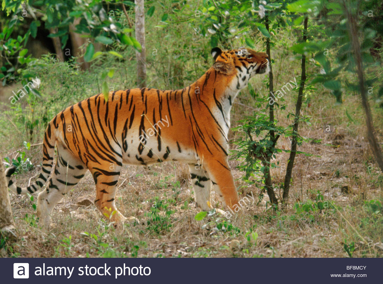 Tigr Stock Photos & Tigr Stock Images - Alamy