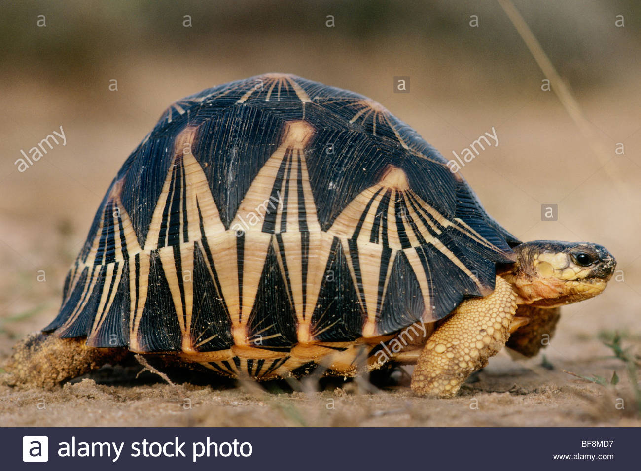 Geochelone Radiata Stock Photos & Geochelone Radiata Stock Images - Alamy